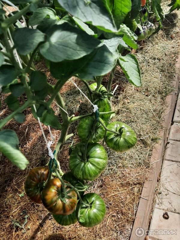 Отзыв о Семена томата от коллекционера "Полосатый шоколад" | Очень вкусный