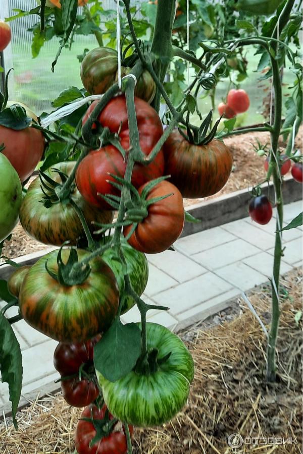 Отзыв о Семена томата от коллекционера "Полосатый шоколад" | Очень вкусный