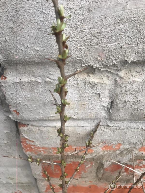 Отзыв о Klubsadprof.ru - интернет-магазин семян и саженцев | замена ...