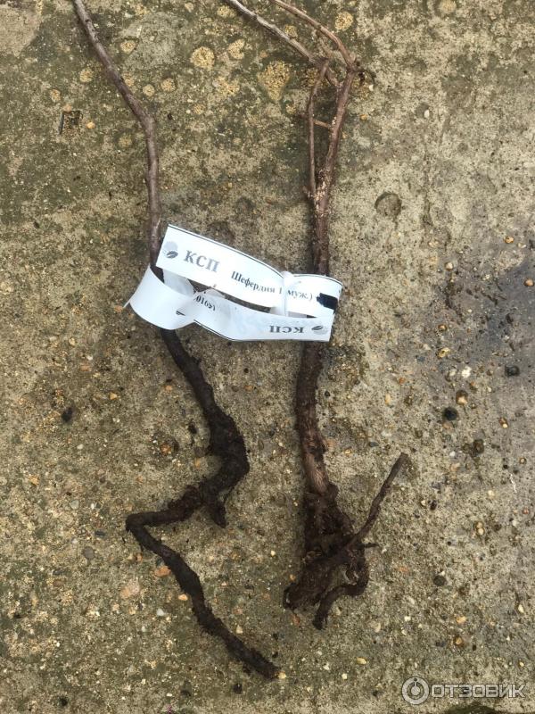 Отзыв о Klubsadprof.ru - интернет-магазин семян и саженцев | замена ...