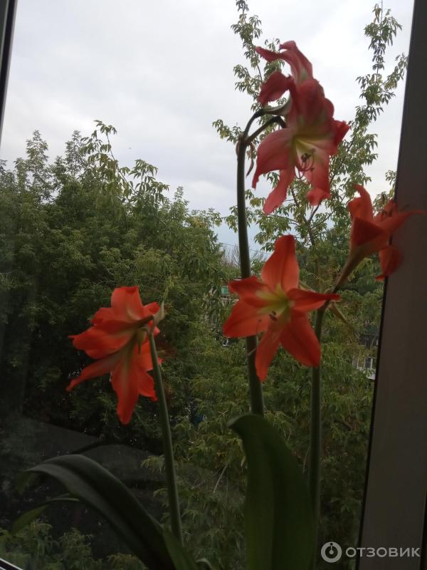 Отзыв о Удобрение Био Комплекс Бокаши Делаю компост кормлю зеленых питомцев все без вреда