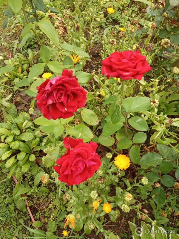 Отзыв о Удобрение Био Комплекс Бокаши Делаю компост кормлю зеленых питомцев все без вреда