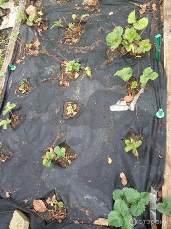 Отзыв о Удобрение Био Комплекс Бокаши Делаю компост кормлю зеленых питомцев все без вреда