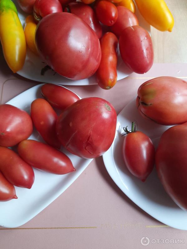 Отзыв о Семена томата Сибирский Сад Итальянские спагетти Вкусные и