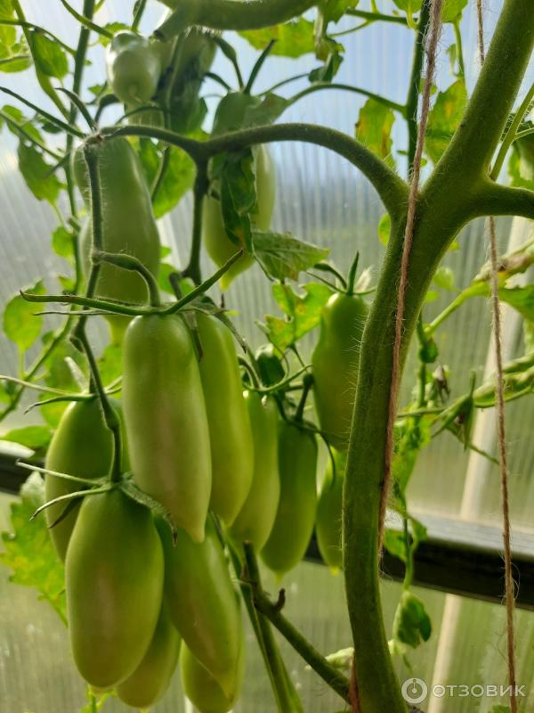 Отзыв о Семена томата Сибирский Сад Итальянские спагетти Вкусные и