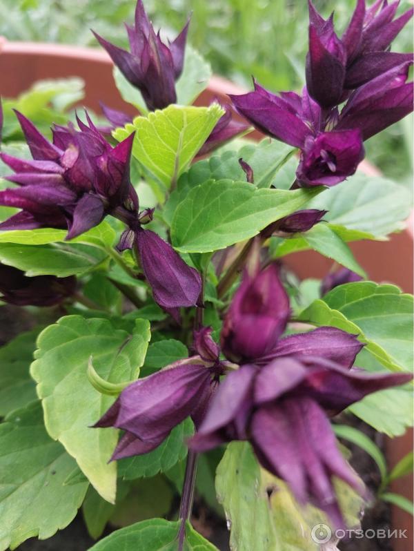 Отзыв о Препарат от улиток Rubit | Работает, но всех вредителей не ...