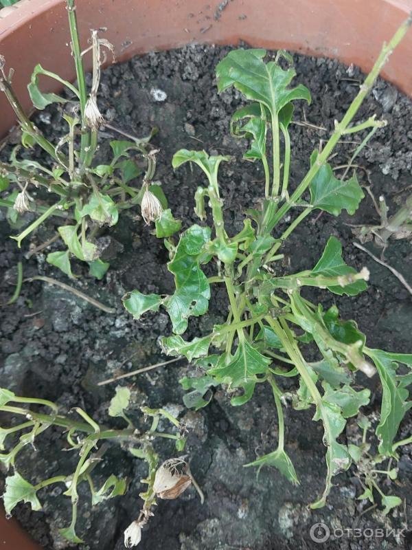 Отзыв о Препарат от улиток Rubit | Работает, но всех вредителей не ...