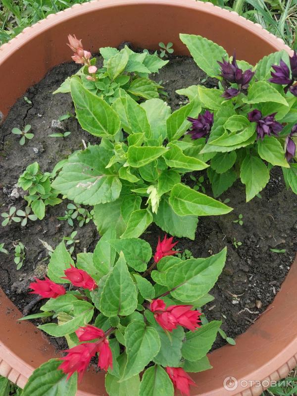 Отзыв о Препарат от улиток Rubit | Работает, но всех вредителей не ...